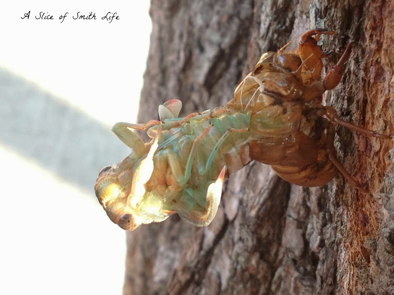 A Slice of Smith Life: Wonder Wednesday: Cool Cicada!
