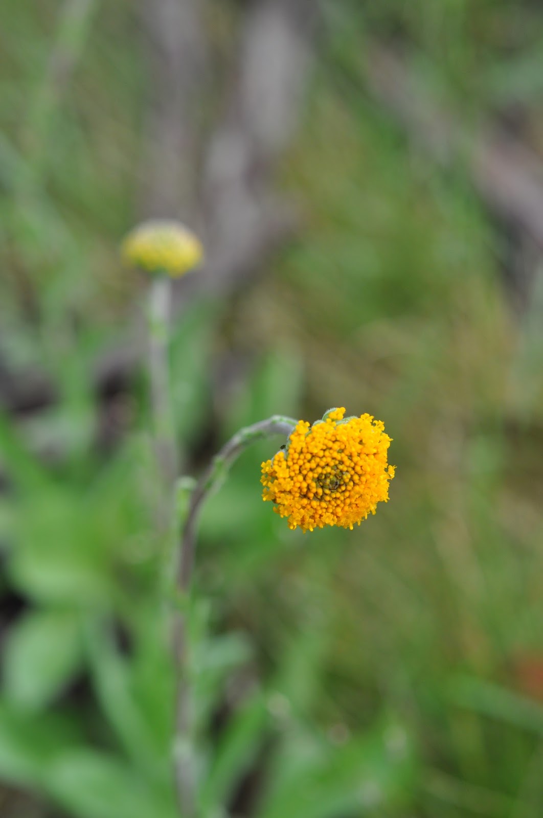 Alpine Garden Society Victorian Group: Australian Alpine Plants