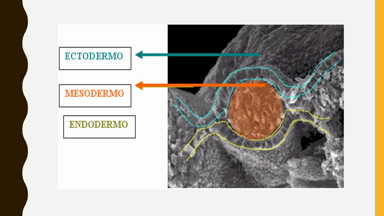 Histoembriologia: GASTRULACIÓN