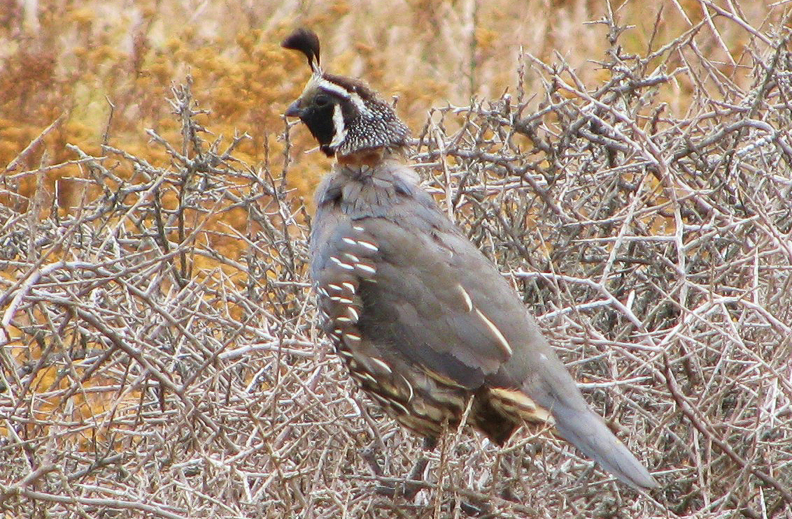 Birding Bros. Blog: BIRDS: Non-Passerines