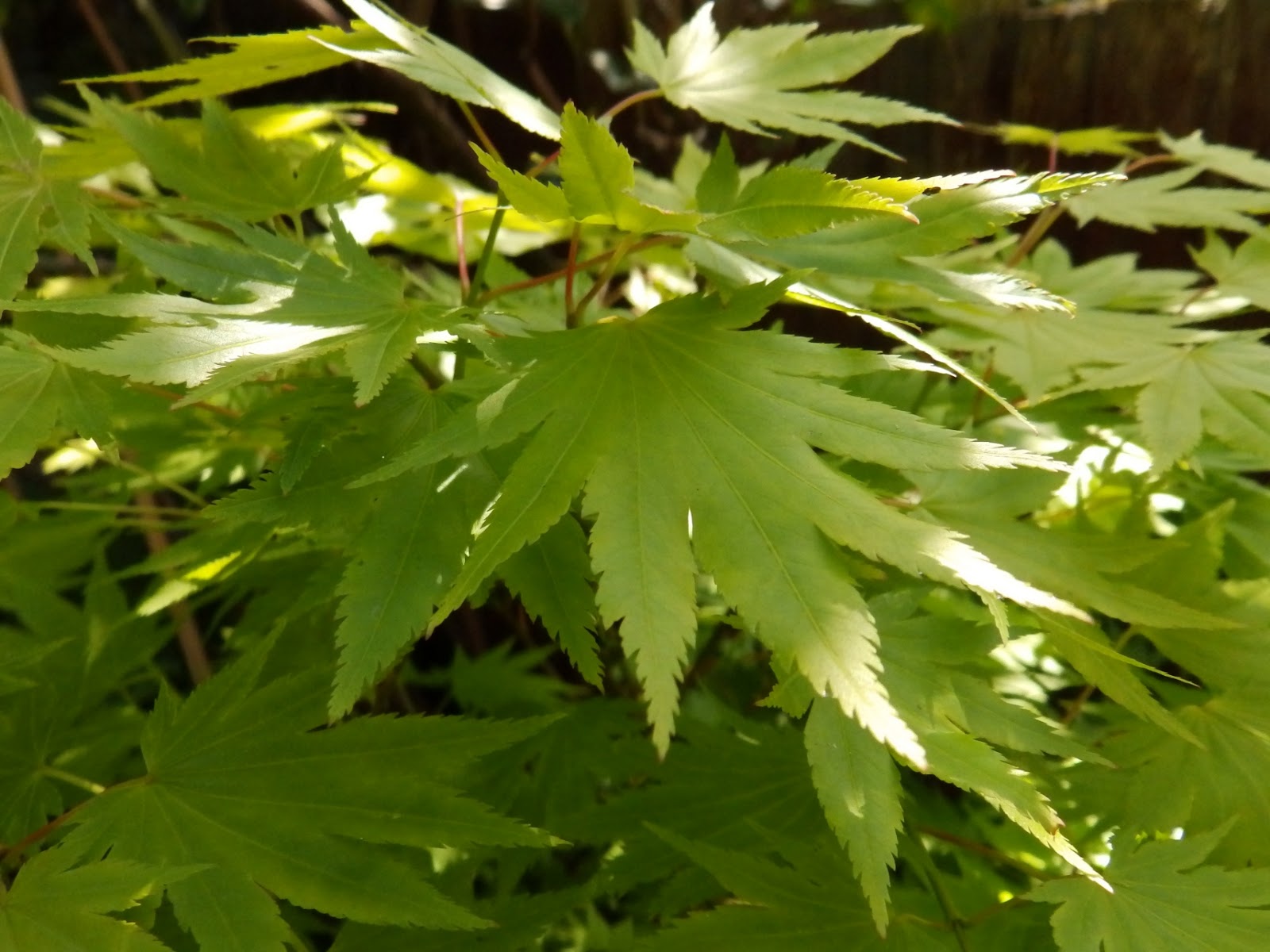 Japanese Maple Trees: ACER SHIRASAWANUM AND DEALING WITH APHIDS