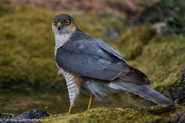 GAVILAN COMUN - Accipiter Nisus | Observatorio de la Naturaleza