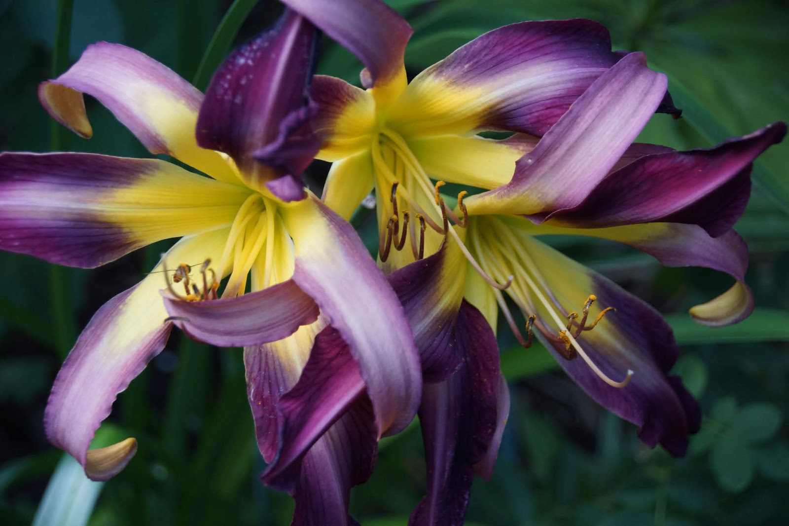 Villroses hage: Dagliljer, og noen sjeldne regndråper