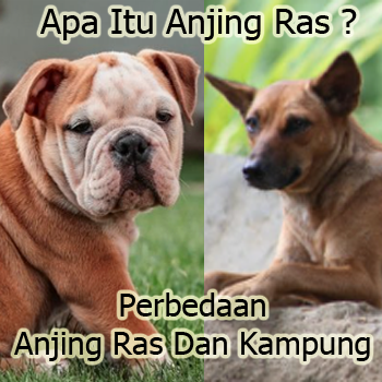 Apa Itu Anjing Ras Dan Apa Perbedaan Anjing Ras Dan Kampung