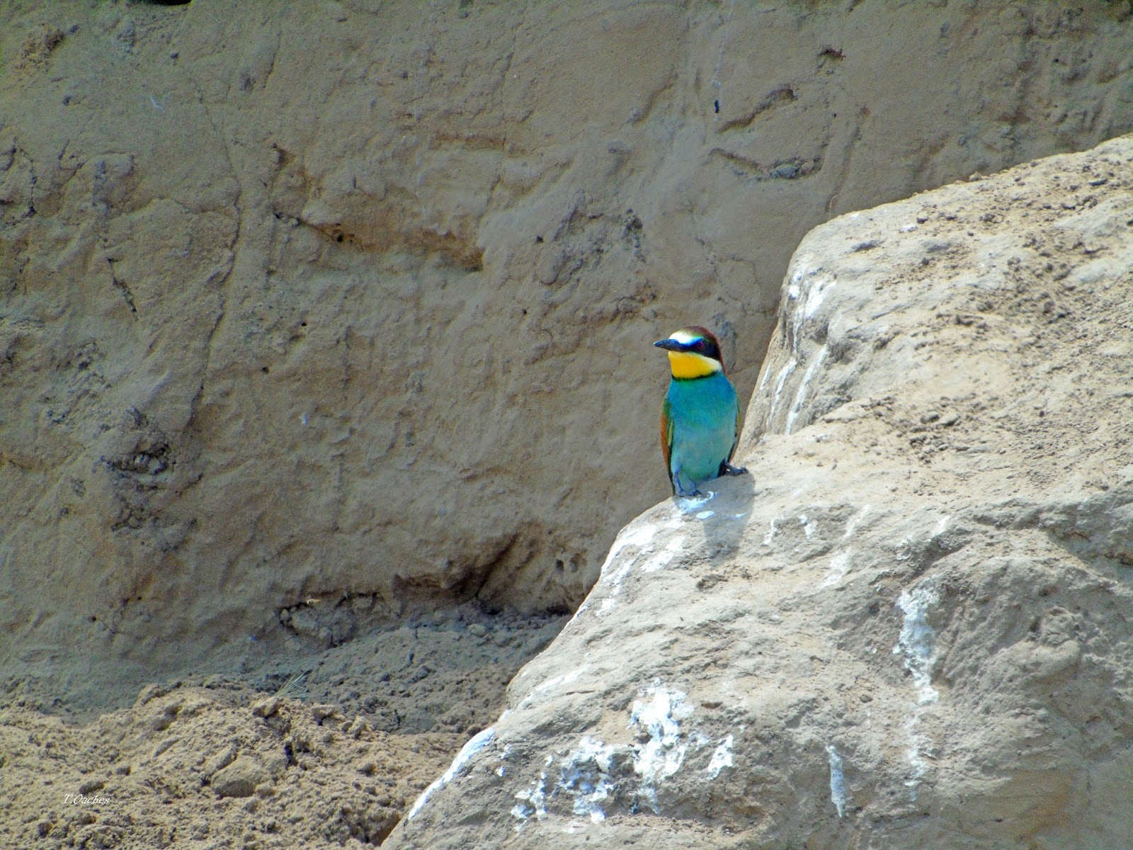 PASARI DIN ROMANIA: PRIGORIE, Merops apiaster