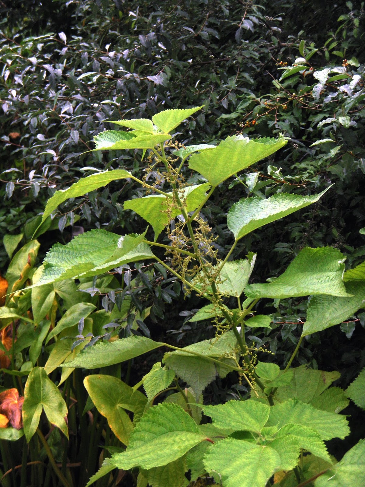 Scirpidiella's Plants: False Nettles - Ramie cousins (Boehmeria sp. div.)