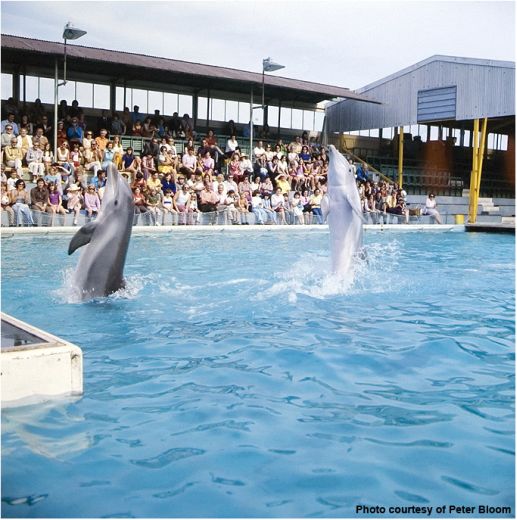 UK Dolphinaria Archive: Clacton Pier Dolphinarium: 1971 - 1985