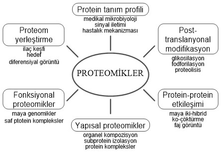 Prof. Dr. Bilsen Beşergil: Proteomikler (proteomics)