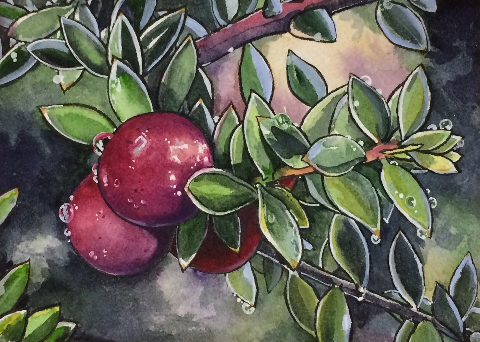 Drawing on Nature: Pūkiawe (Leptecophylla tameiameiae)