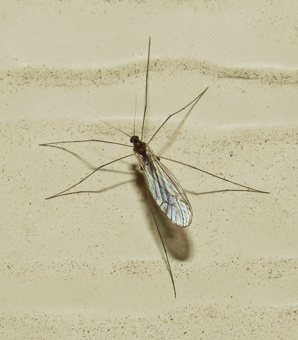 Bug Eric: Winter Crane Flies