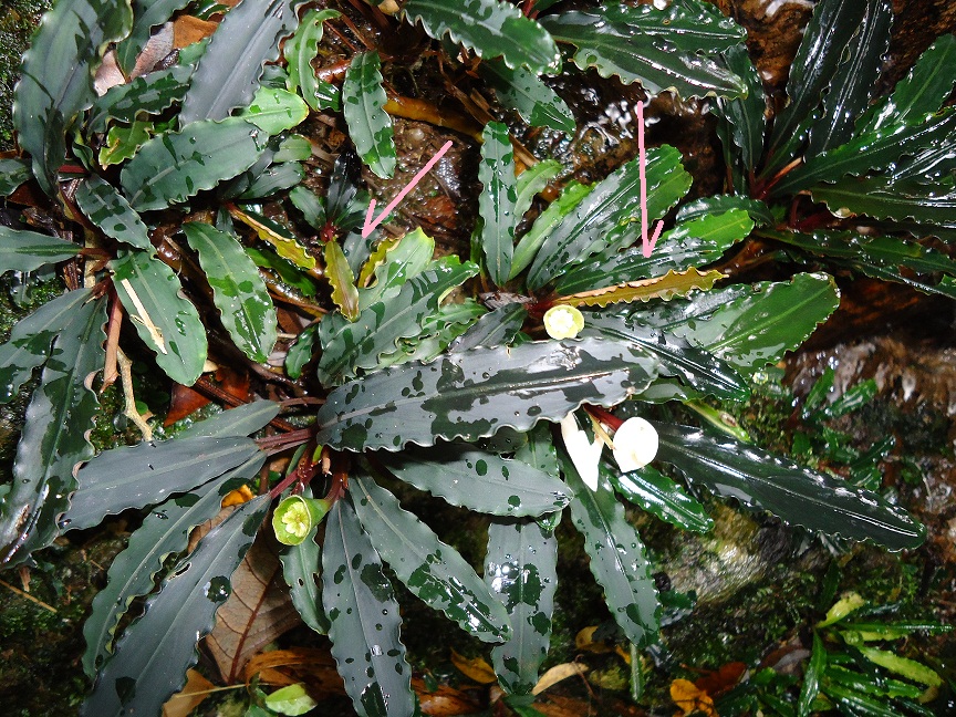 Achtung! My Bucephalandra Page: Buce. sp "Green velvet 2"