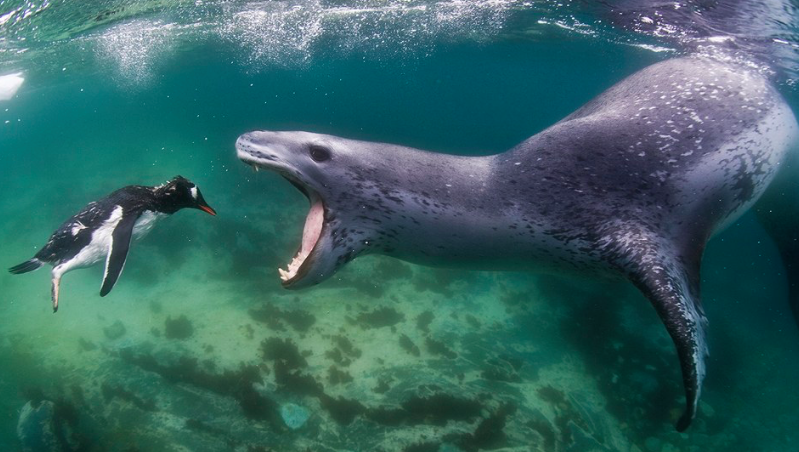 Leopard Seal
