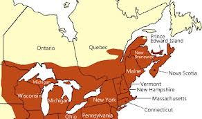 Westbrook Farm: Interesting Maple Facts