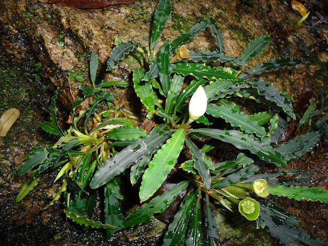 Achtung! My Bucephalandra Page: Buce. sp "Green velvet 2"