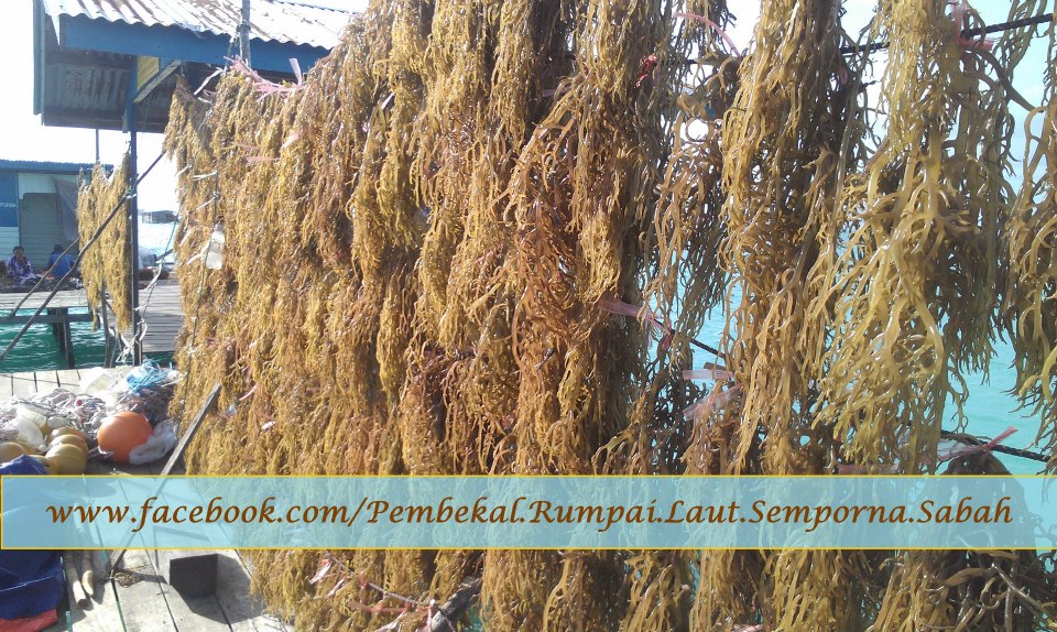 Pembekal Rumpai Laut Semporna Sabah Malaysia: Proses Rumpai Laut ~ Gred ...