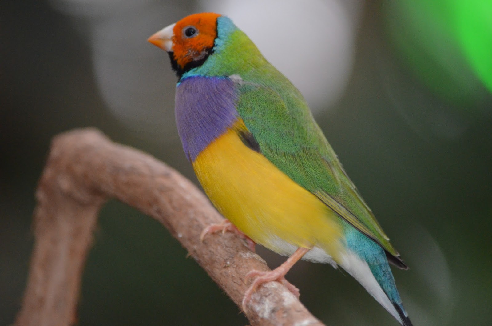 PS Whimsy - Behind the Brush: Splashes of Colour