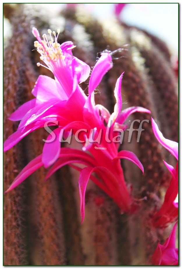 Aporocactus flageliformis - Cola de rata, Colgante, Flor del cuerno ...