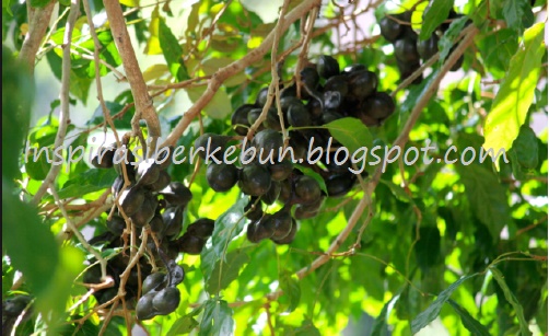 Cara Budidaya Jengkol - Inspirasi Berkebun