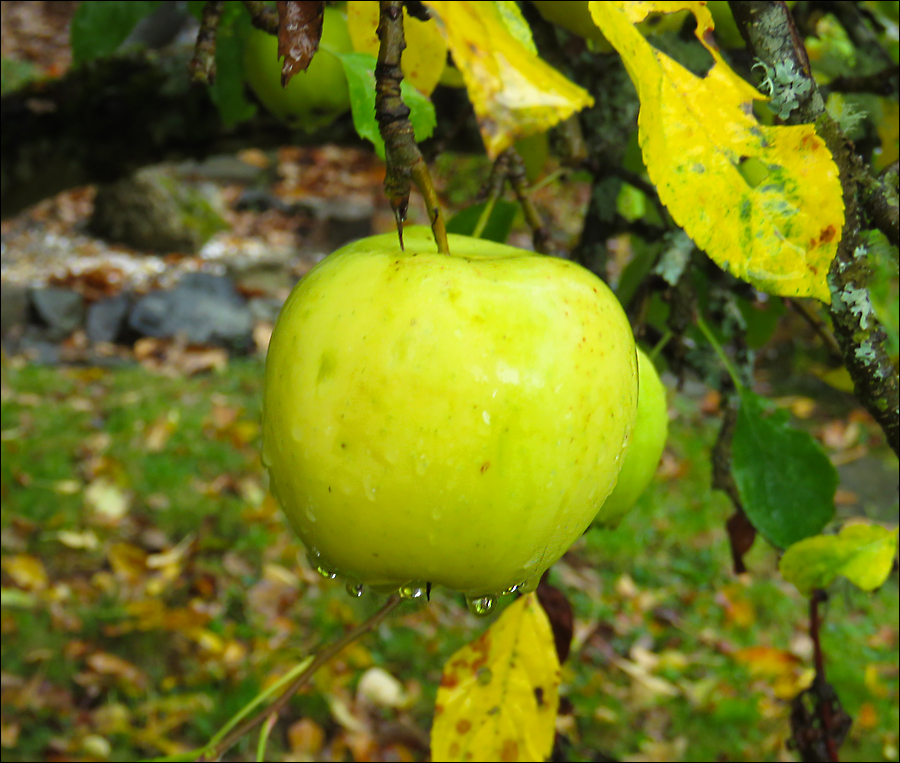 My Garden: November fruit, pond and a bird