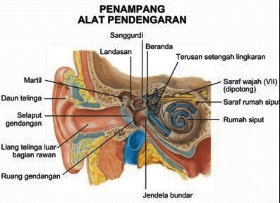 Indra Pendengar Dan Struktur Telinga Manusia - Biologisites