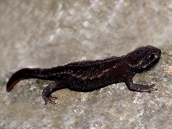 Anderson's Crocodile Newt