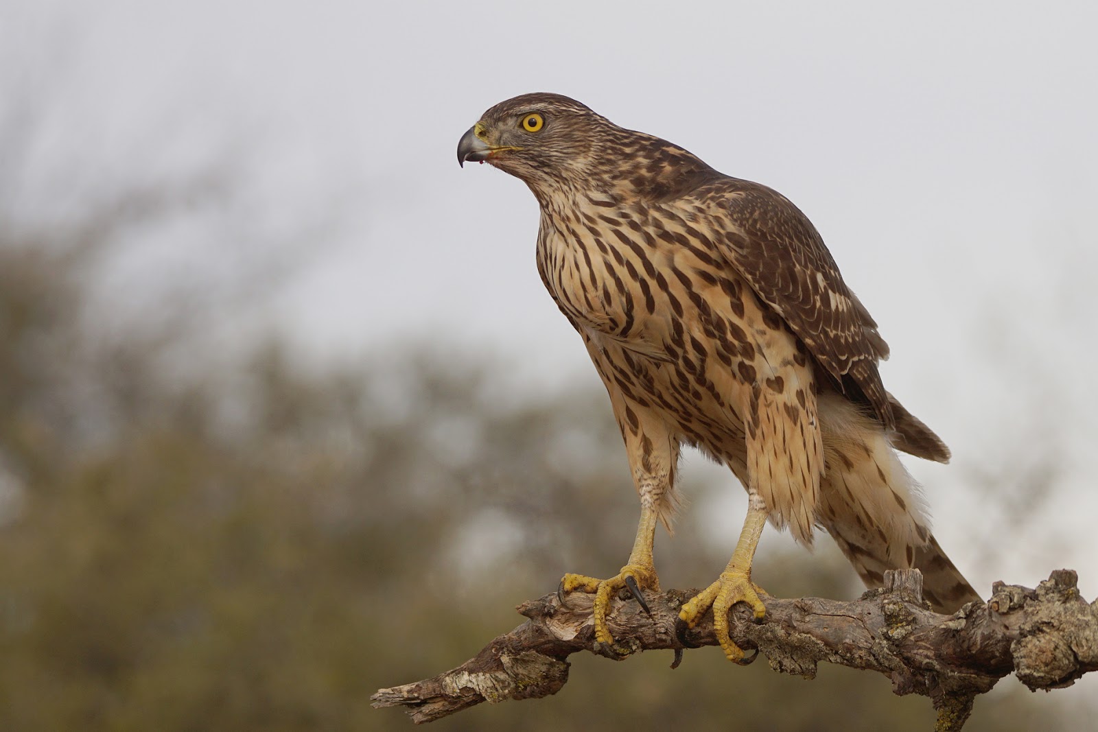 Pasión por las aves: Azor.(Accipiter gentilis)