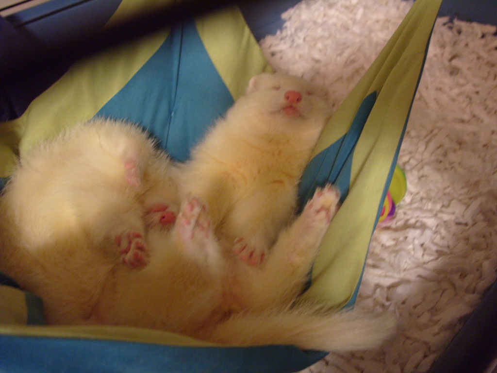 Ferret Dook: The boys try a ferret bed set from ferretbeds.co.uk