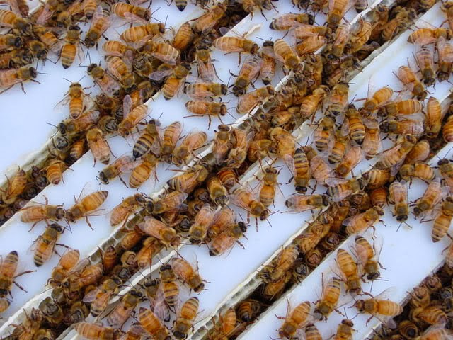 Corona Apicultores: TRATAMIENTO DE LA LOQUE AMERICANA POR TRANSFERENCIA ...