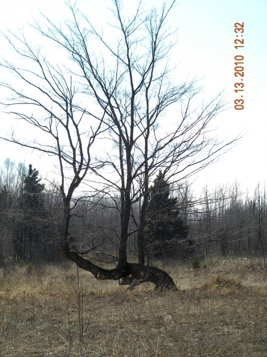 U.P. North Life: The Bent Trees of Glen Cove