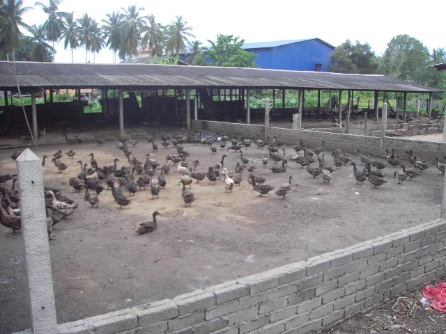 Gudang Nya Gudang: Beternak Itik secara intensif