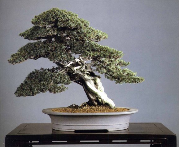 Te Yang Bonsai: SHAKAN – Estilo inclinado