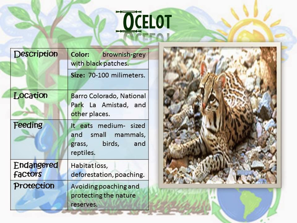 Amazing Animals: Ocelot