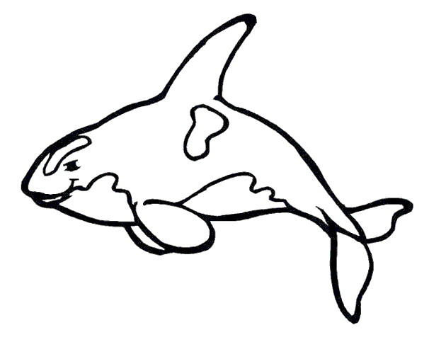 Orca Para Colorear