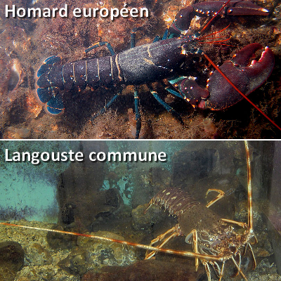 Quelle est la différence entre le homard et la langouste
