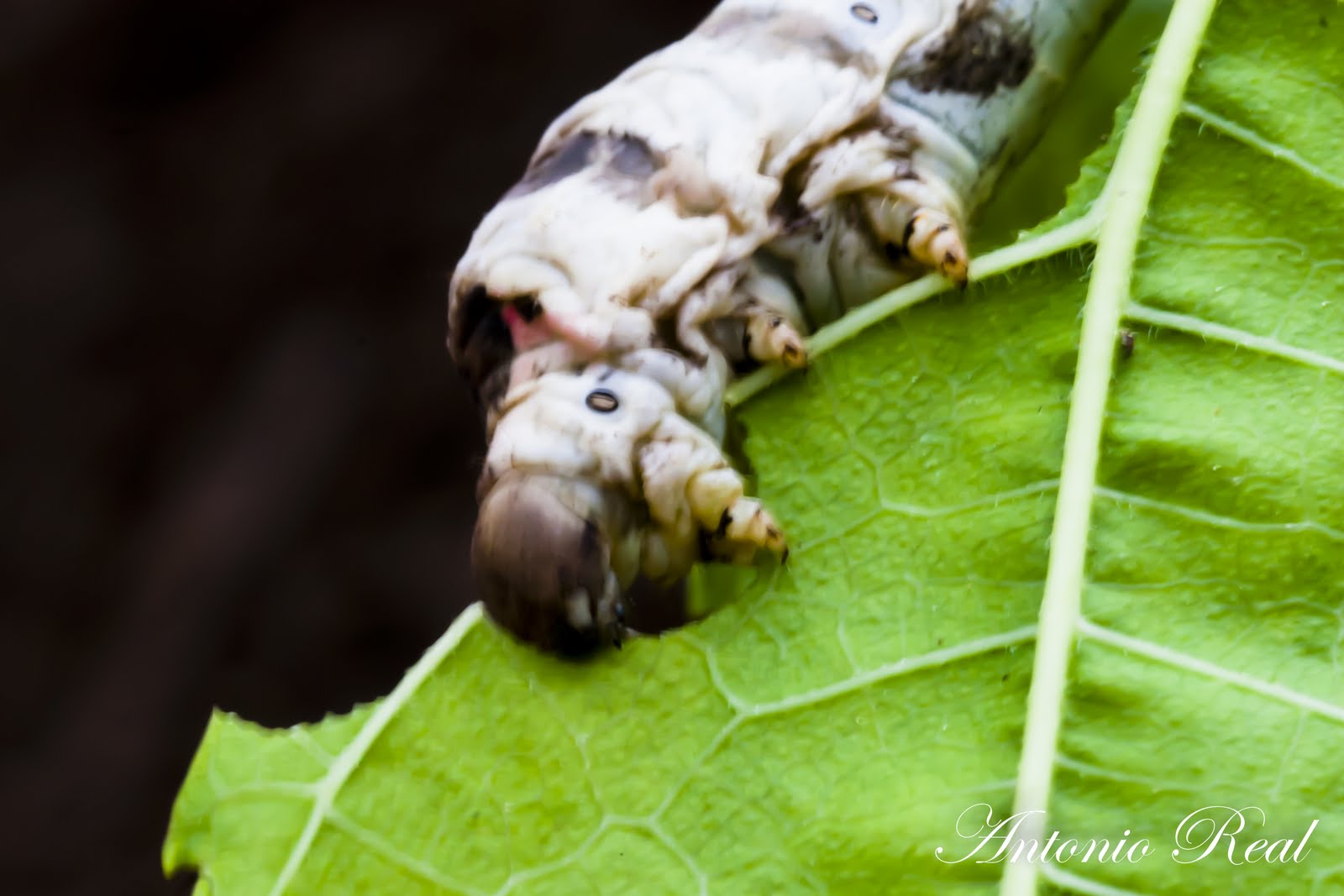 Area Natura: Gusano ó Mariposa de la seda (Bombyx mori)