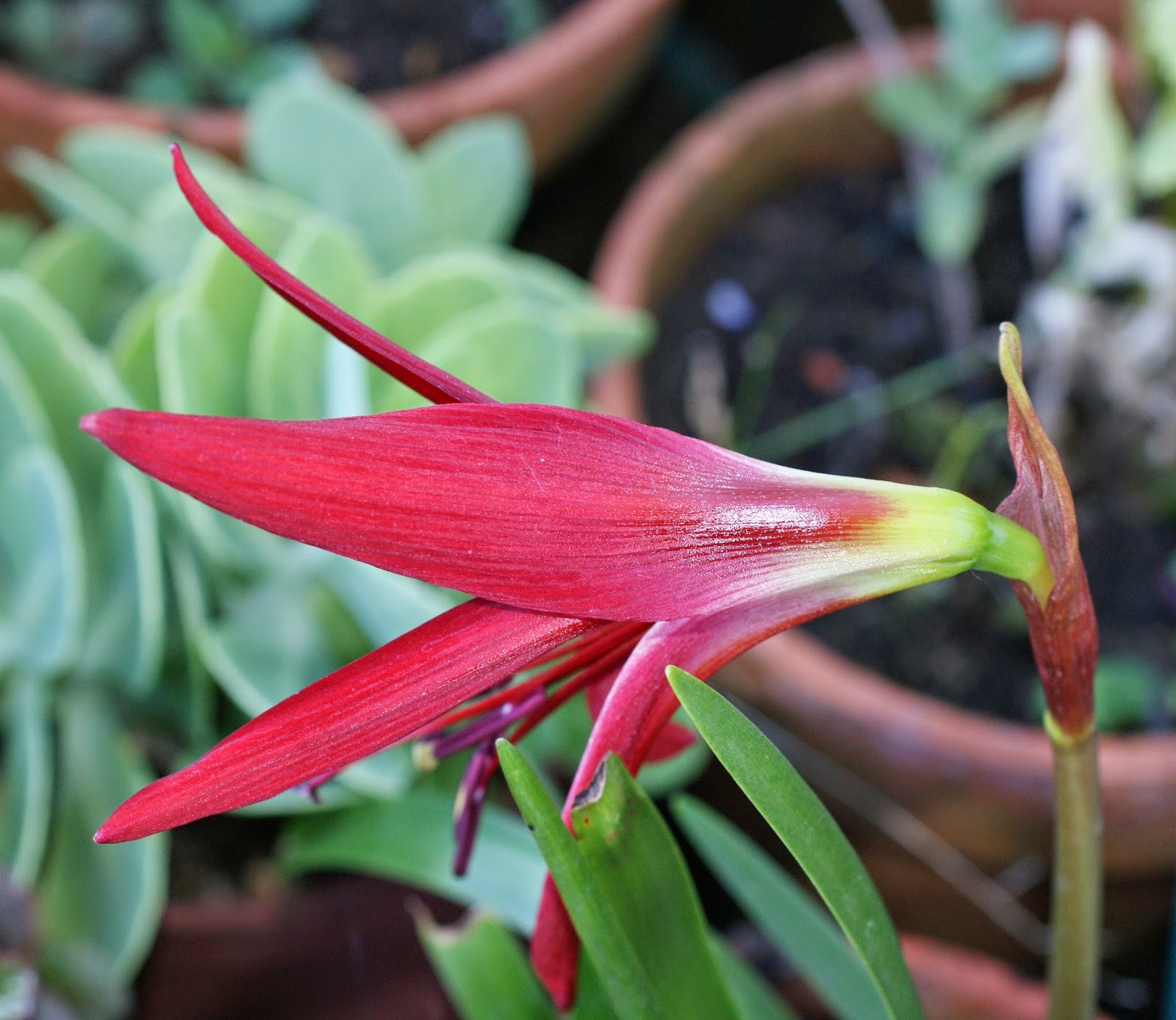 HORTA À PORTA: SPREKELIA FORMOSISSIMA (LÍRIO-ASTECA, AZTEC LILY ...