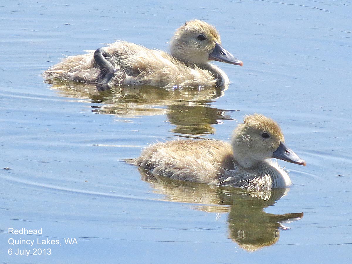 Northwest Nature Notes: “TIS THE SEASON TO EAT DUCKLINGS,