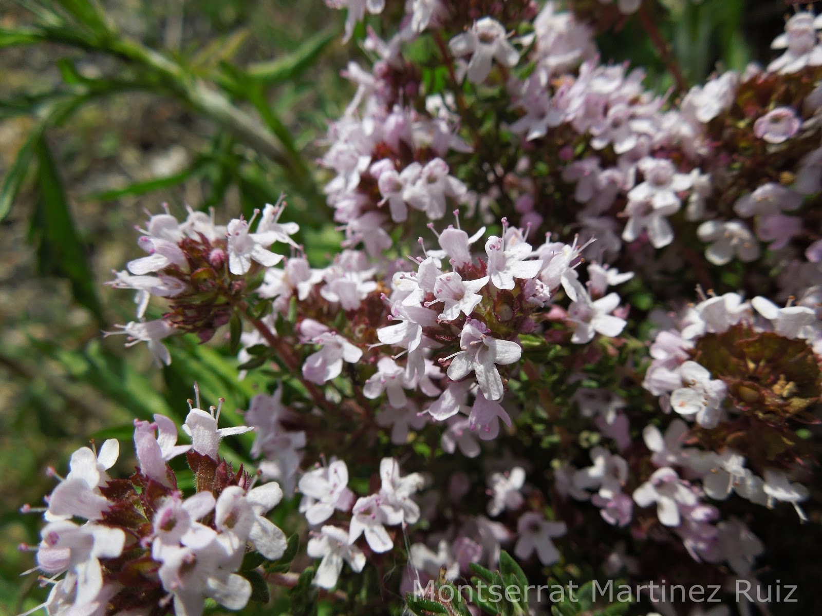 TOMILLO en el jardín - BOTÀNIC SERRAT