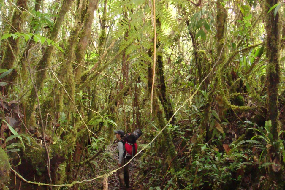 CEAC: CAMINO PRECOLOMBINO DEL YUNGA CRUZ