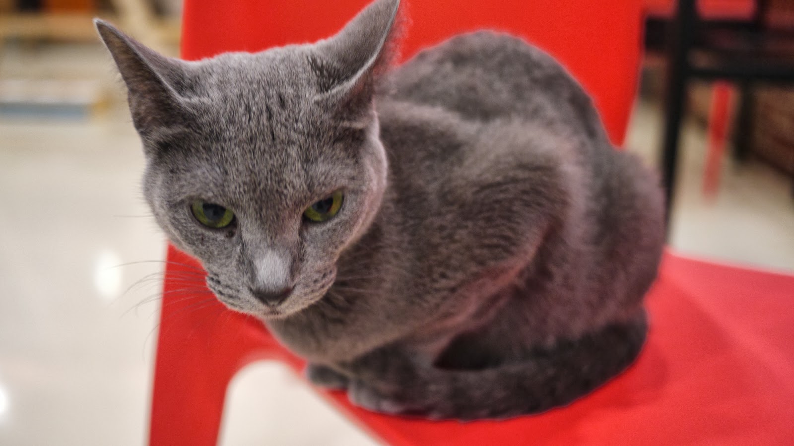 All about Hongdae in Korea: Cat Cafe