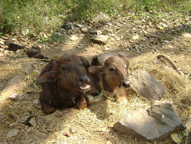 The Learner: The smiling buffalo