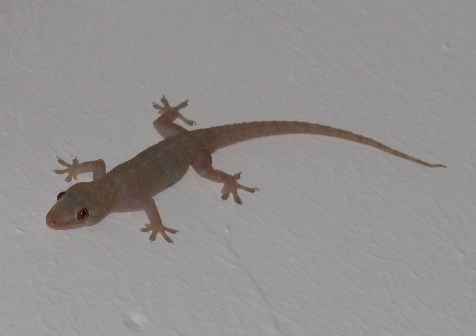 AdeFotos: Tuqueque margariteño