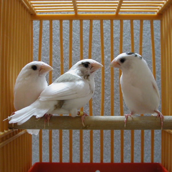 Bird Pictures and Information