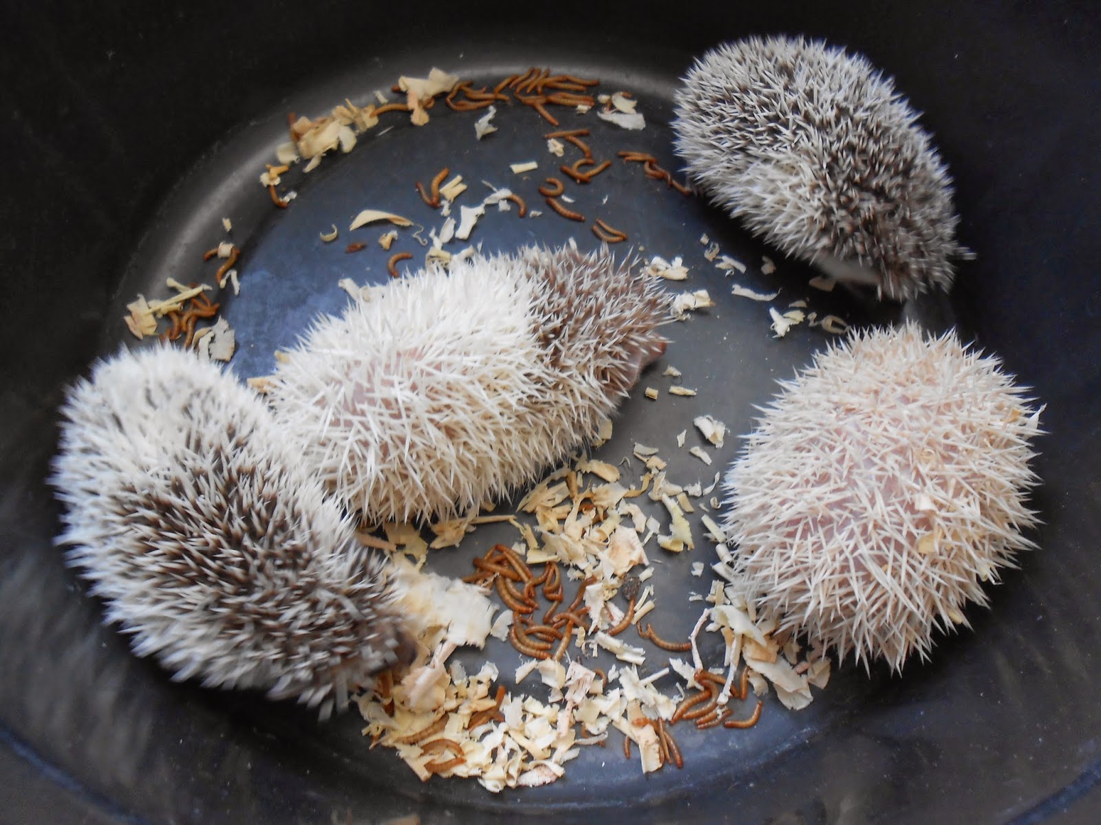 Jual Landak Mini Surabaya