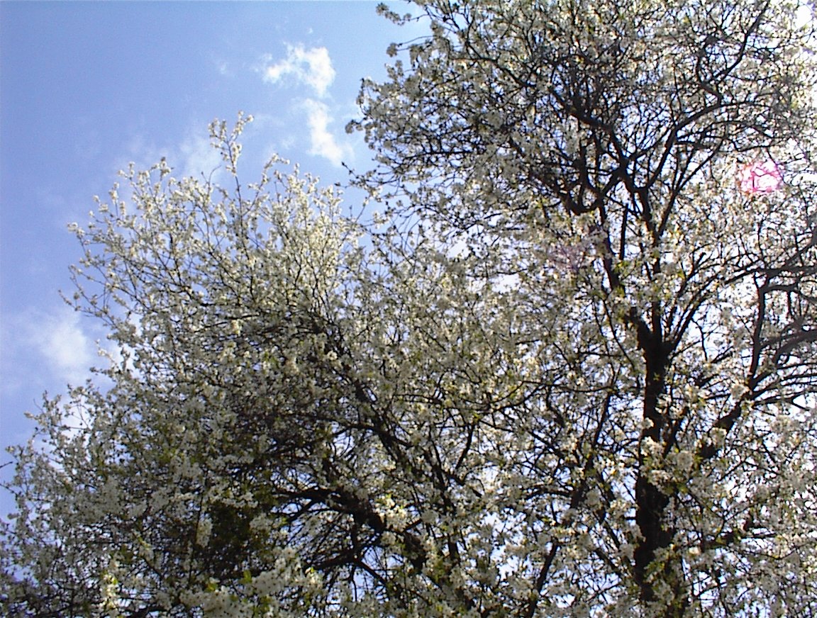 Vox clamantis in deserto: Опит за хайку