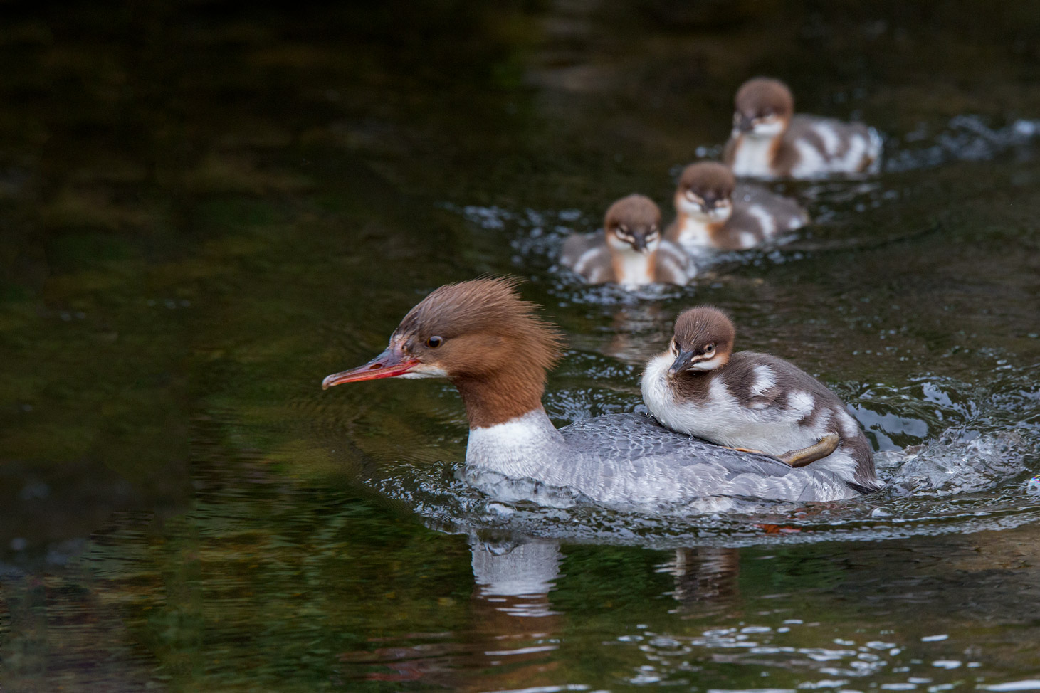 Darley Dale Wildlife: Goosander and ducklings - Bakewell