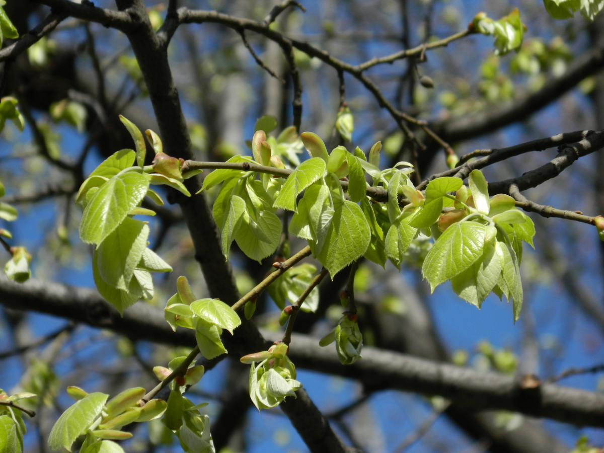 LA MULTI ANI, ROMANIA!: Frunze tinere de tei