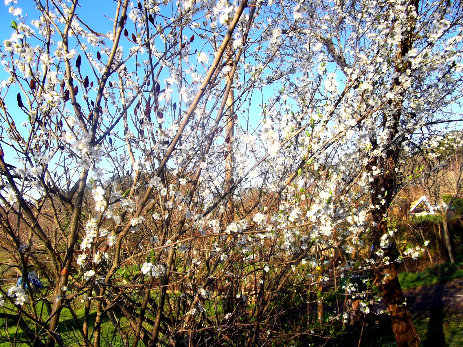 Magnon's Meanderings: Early morning Spring walk.