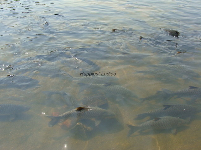 Sringeri Sharada Peetham, Temple of Karnataka - Happiest Ladies