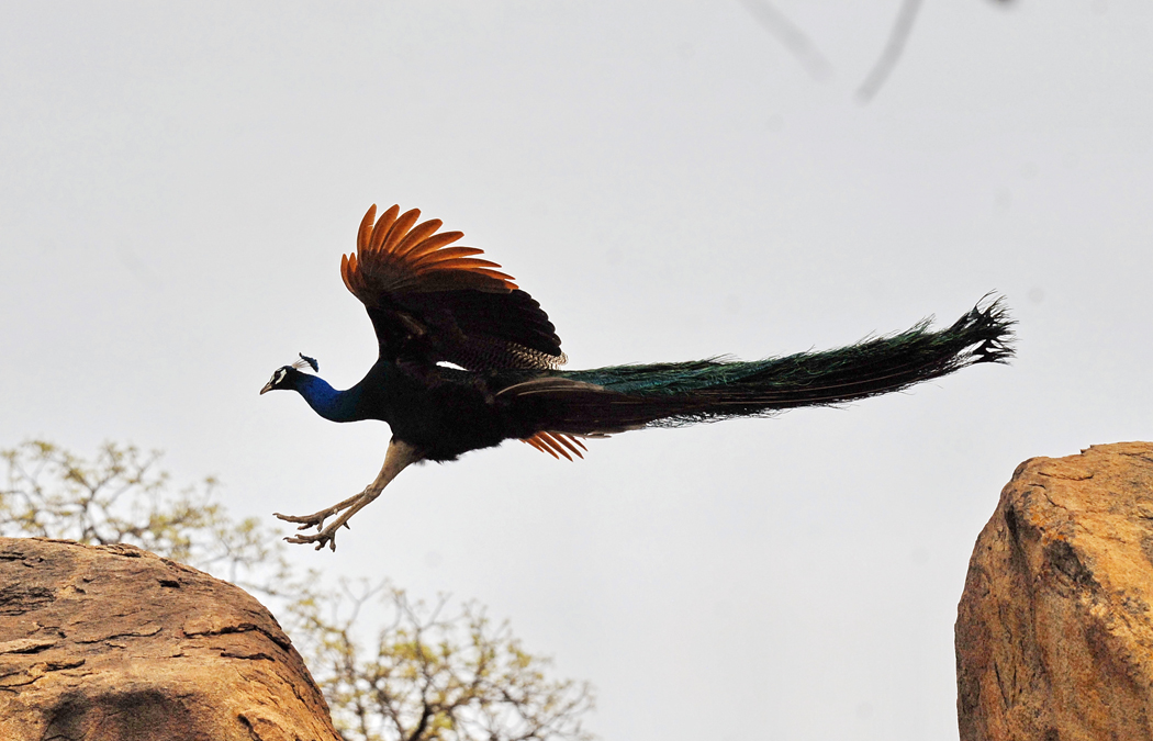 VISWANATH S: Daroji Sloth Bear Sanctuary